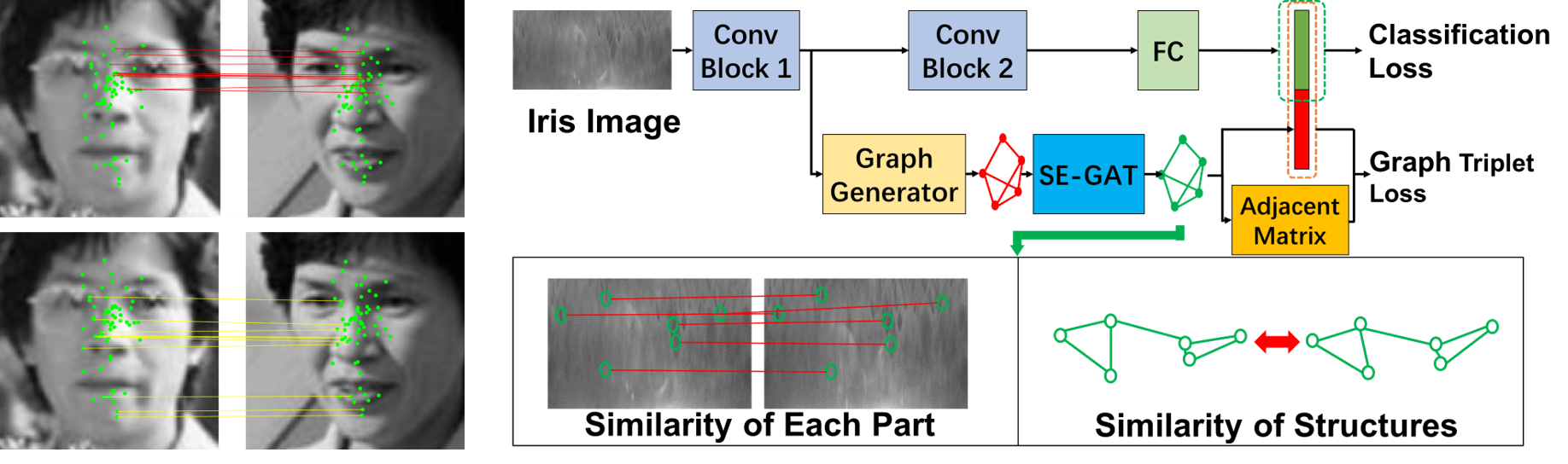 Dynamic Graph Representation For Occlusion Handling In Biometrics Sir Smart Iris Recognition